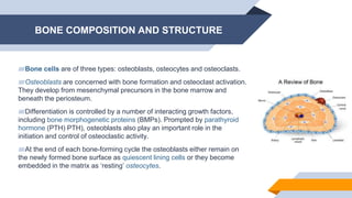 Bone physiology and calcium homeostasis | PPTX