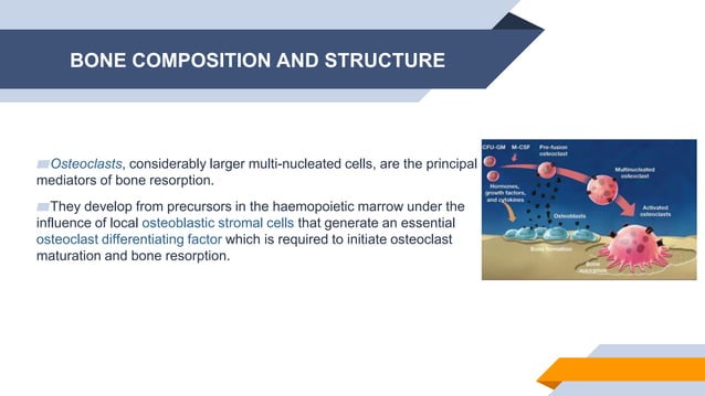 Bone physiology and calcium homeostasis | PPTX