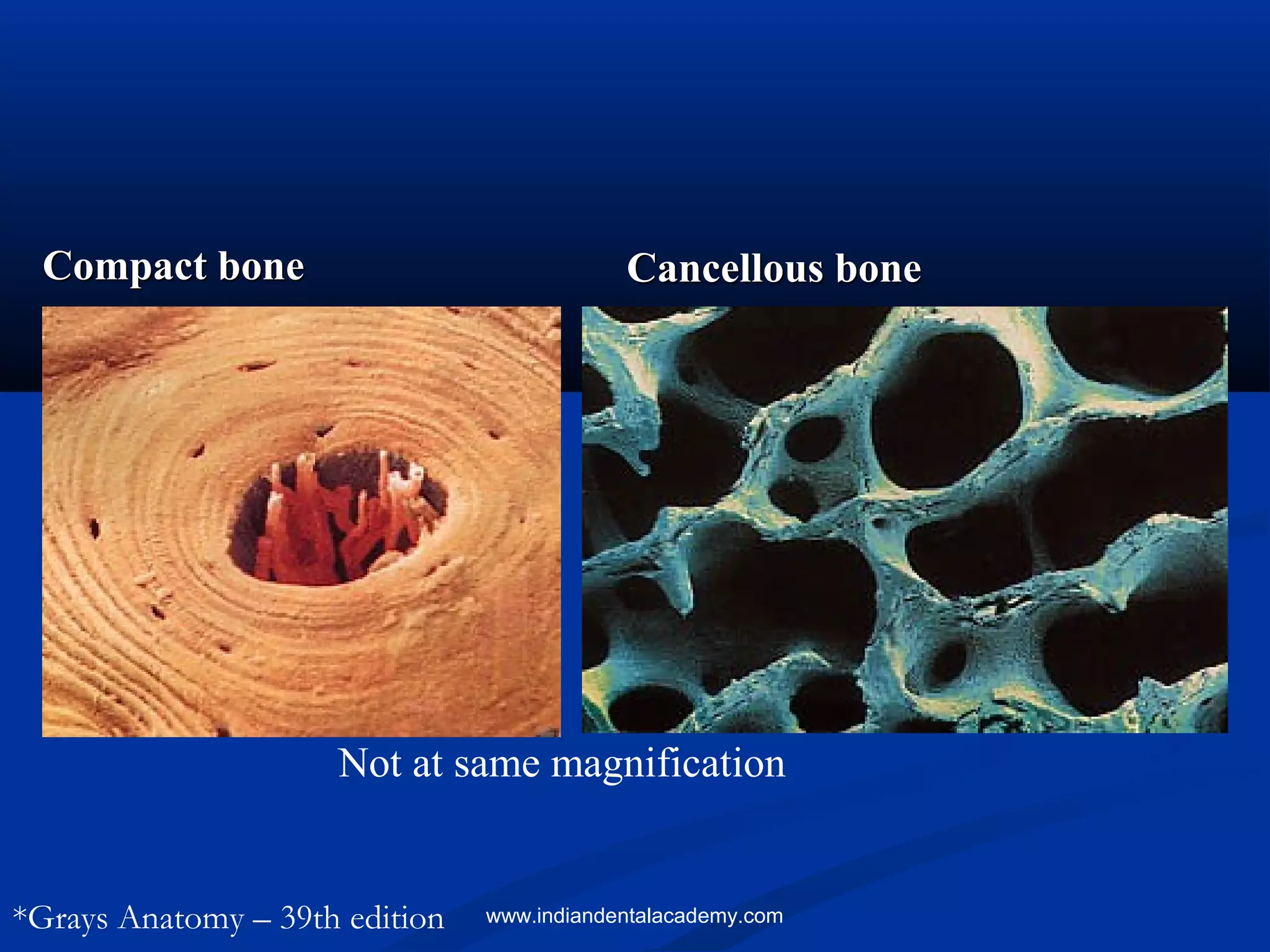 Bone physiology and endocrine functions | PPT