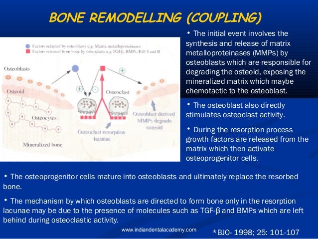 Bone physiology and endocrine functions