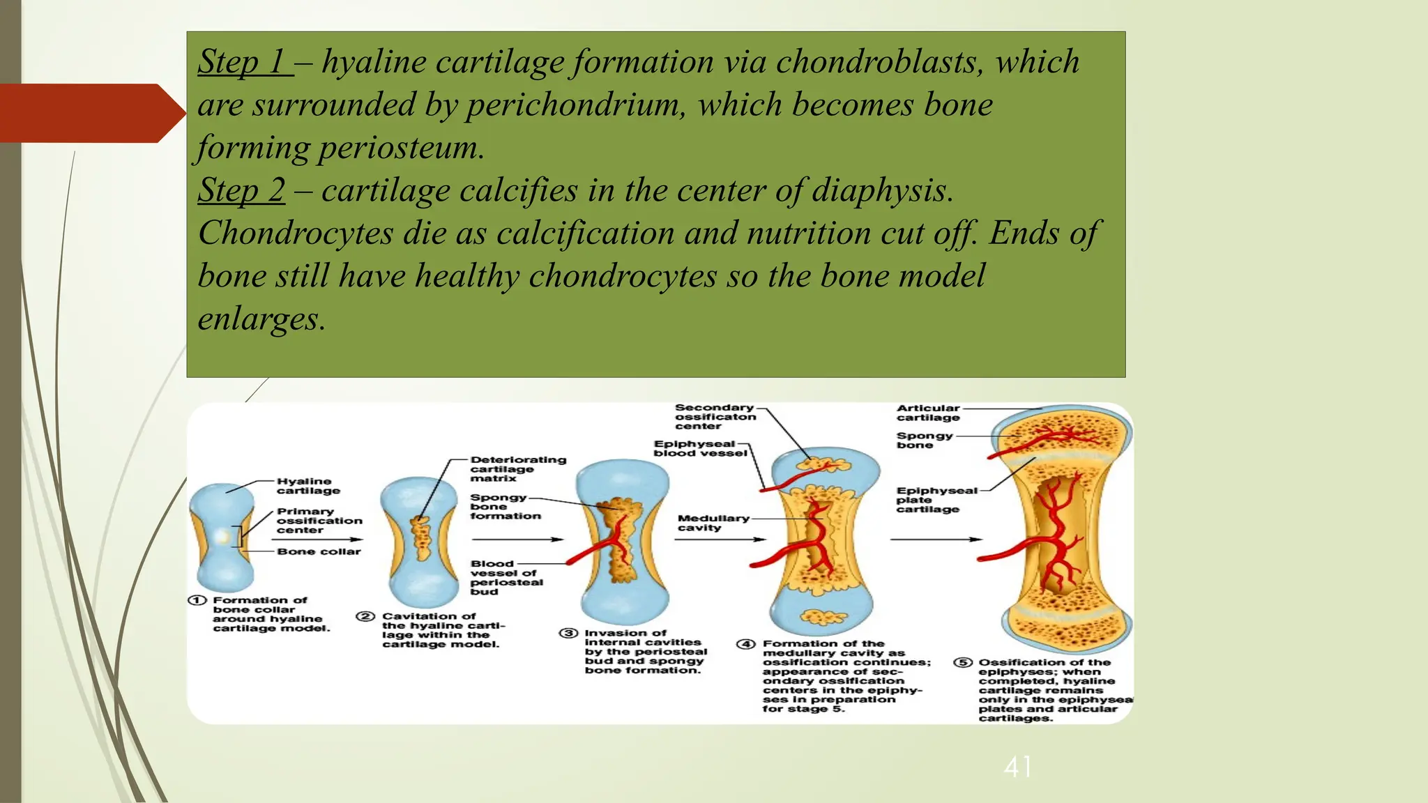 bone physiology and metabolism orthodontics | PPTX