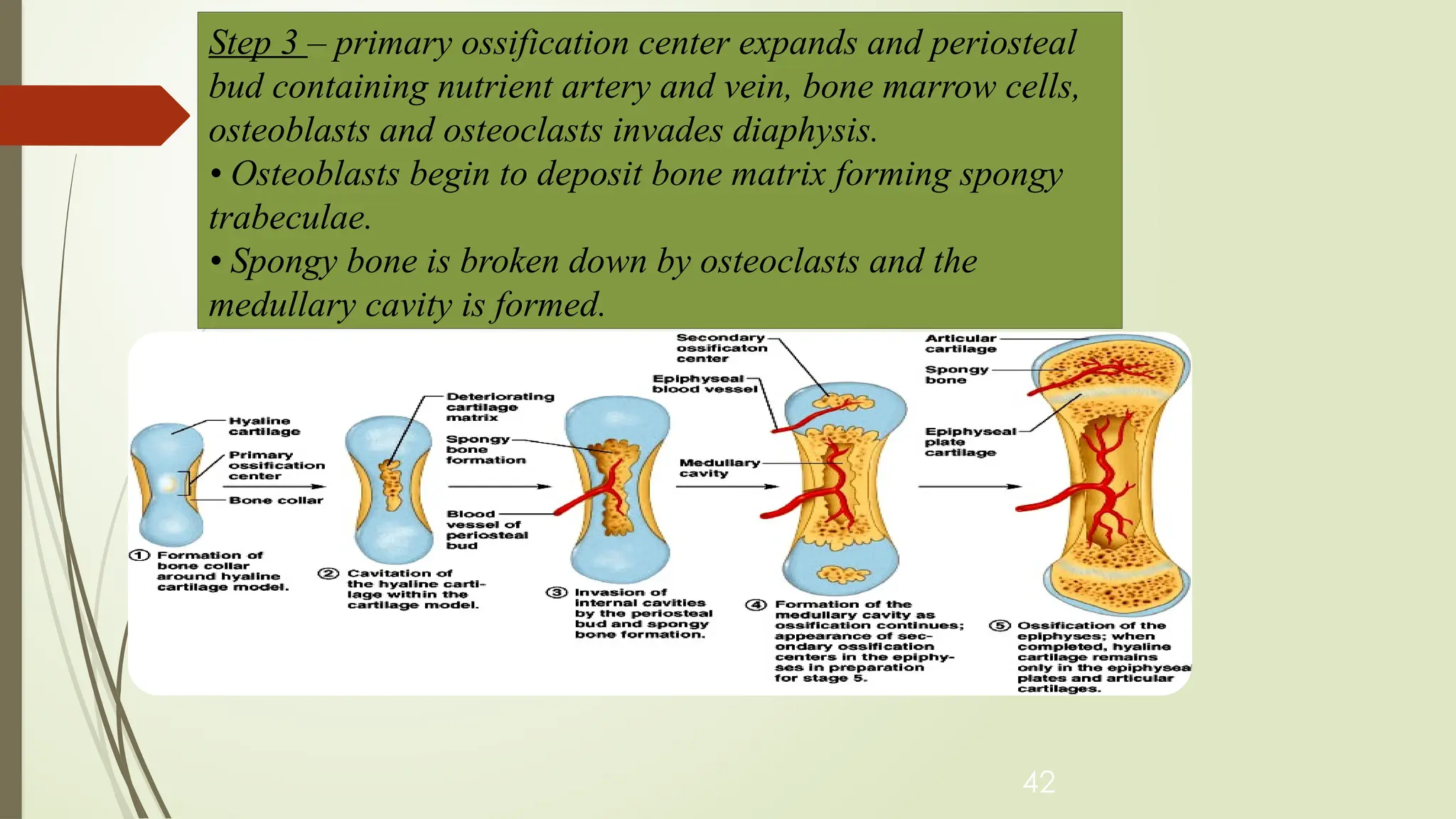 bone physiology and metabolism orthodontics | PPTX