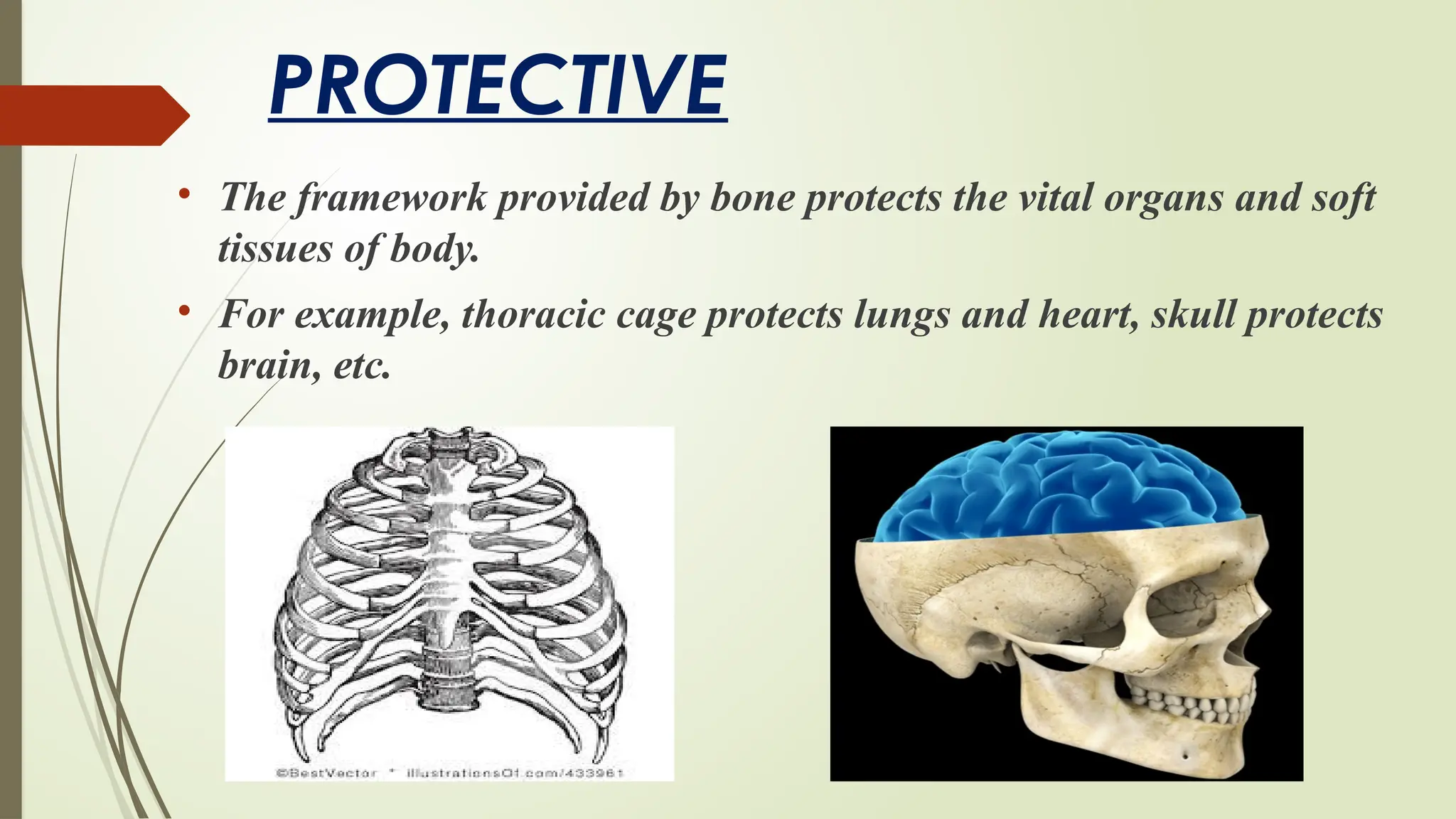 bone physiology and metabolism orthodontics | PPTX