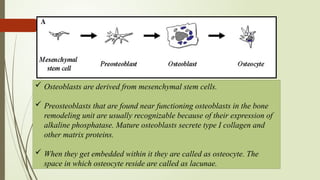 bone physiology and metabolism orthodontics | PPTX