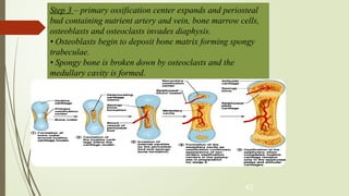 bone physiology and metabolism orthodontics | PPTX
