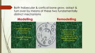 bone physiology and metabolism orthodontics | PPTX
