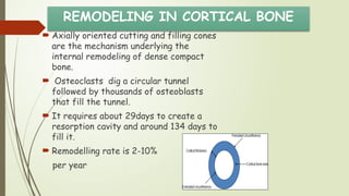bone physiology and metabolism orthodontics | PPTX