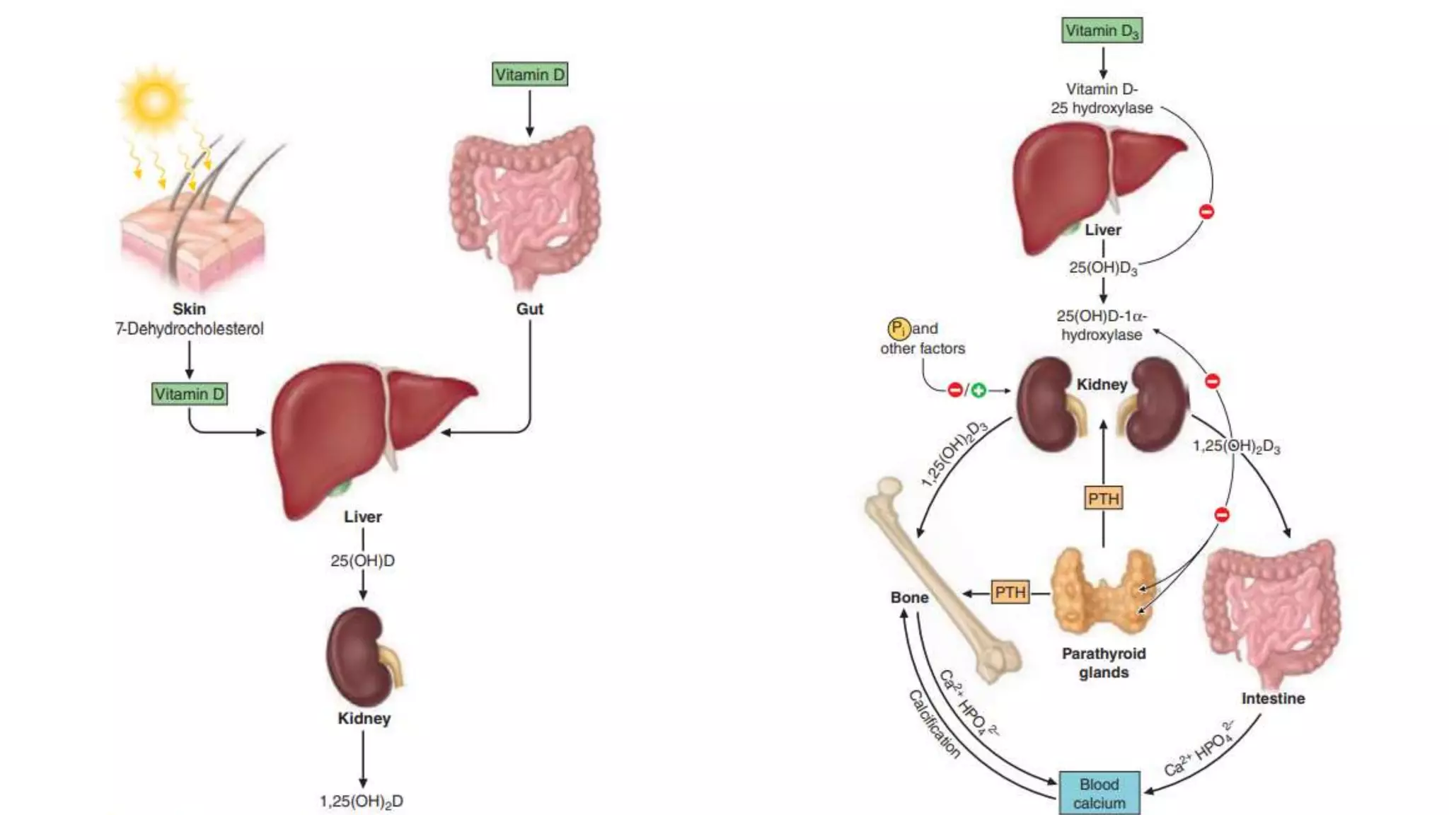 Bone physiology, OSTEOPOROSIS, Pagets Disease, Hyperparathyoidism | PPTX
