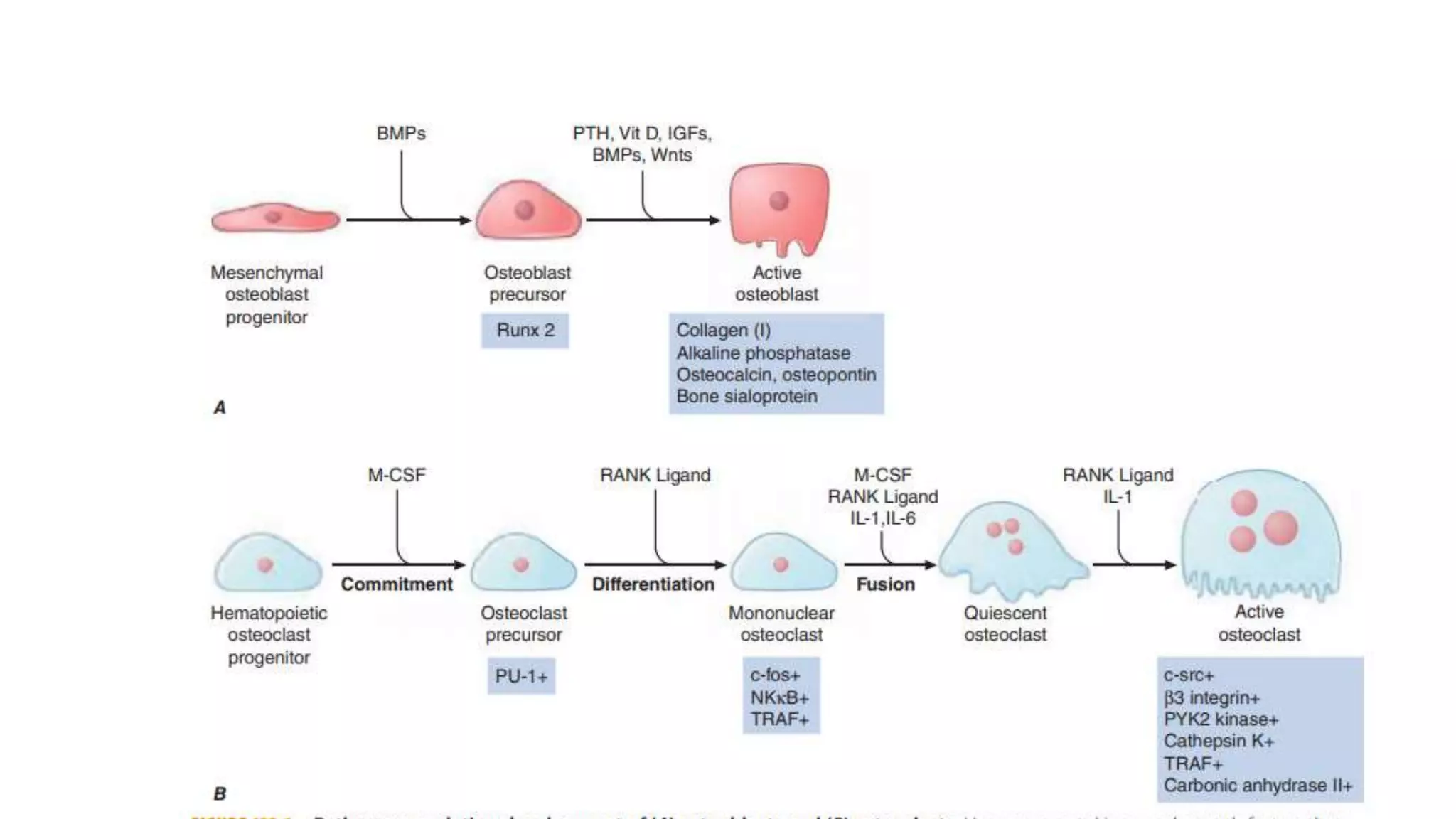 Bone physiology, OSTEOPOROSIS, Pagets Disease, Hyperparathyoidism | PPTX