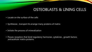 Bone physiology & regulation of calcium metabolism | PPTX