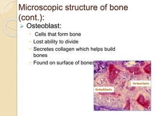 Bone ppt | PPTX