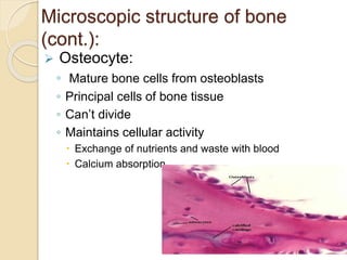 Bone ppt | PPTX