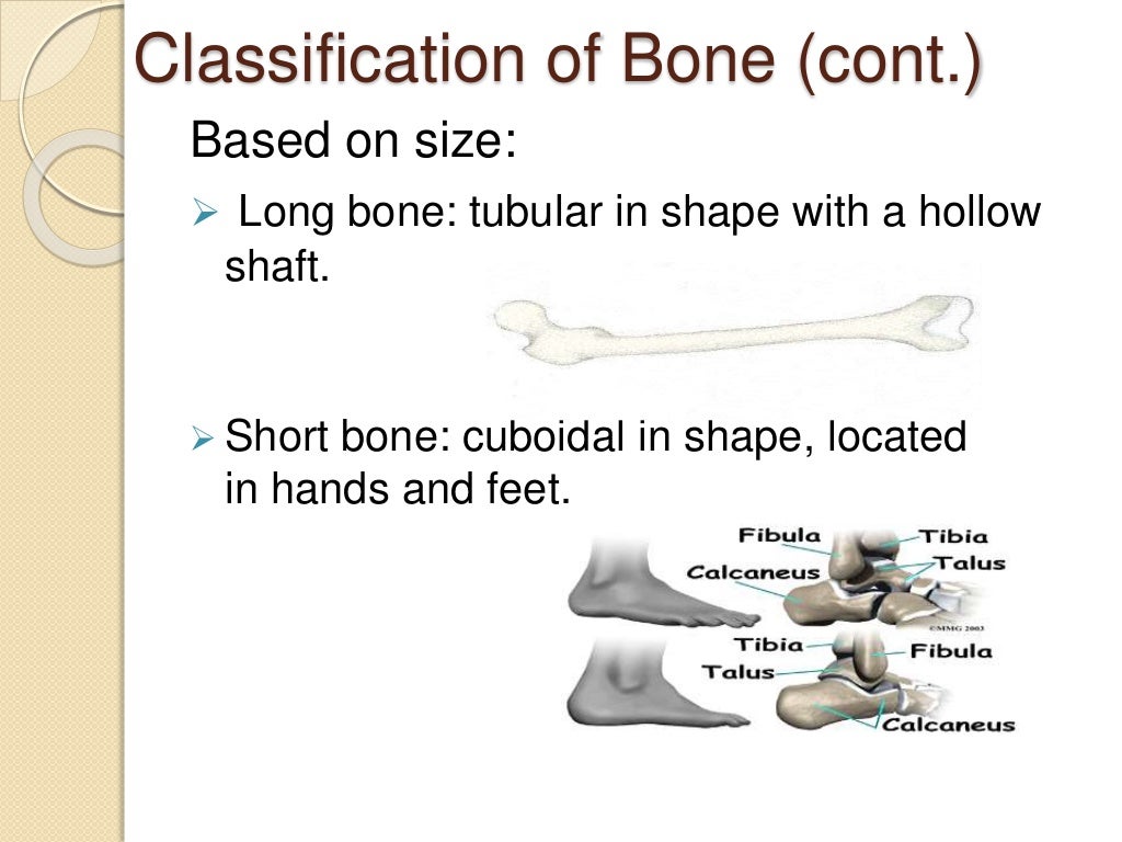 Bone ppt