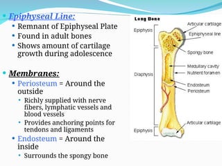 BONE PPT LECTURE.ppt of physiotherapy department | PPT