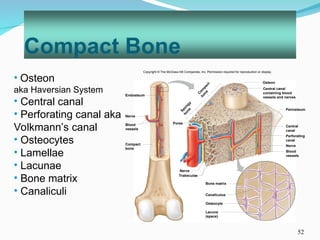 BONE PPT LECTURE.ppt of physiotherapy department | PPT