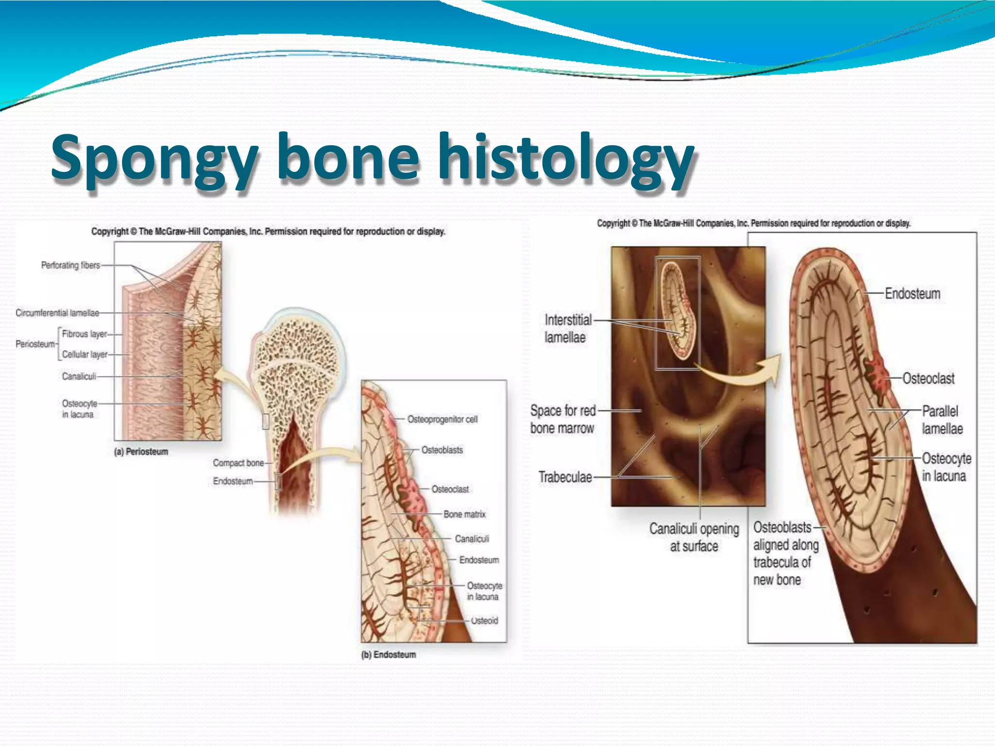 Histology of bone | PPTX