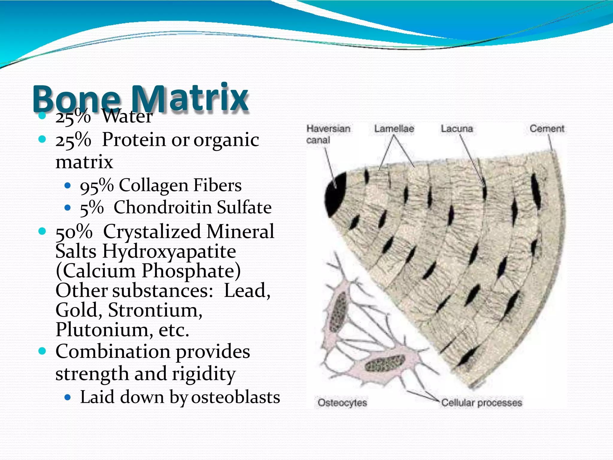 Histology of bone | PPTX