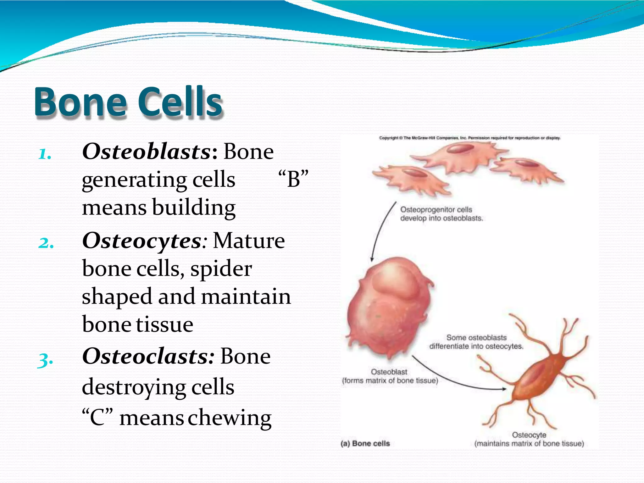 Histology of bone | PPTX