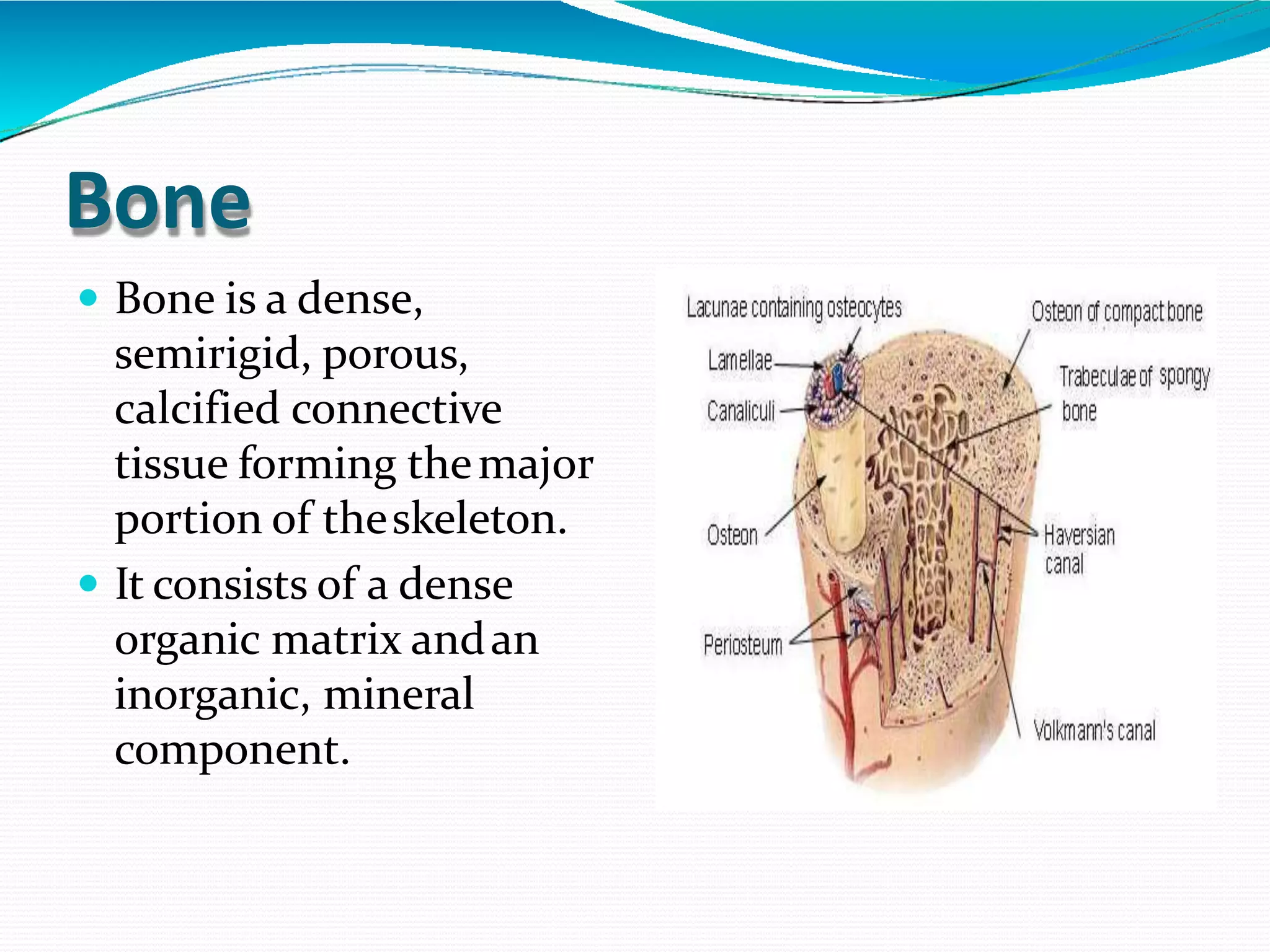 Histology of bone | PPTX