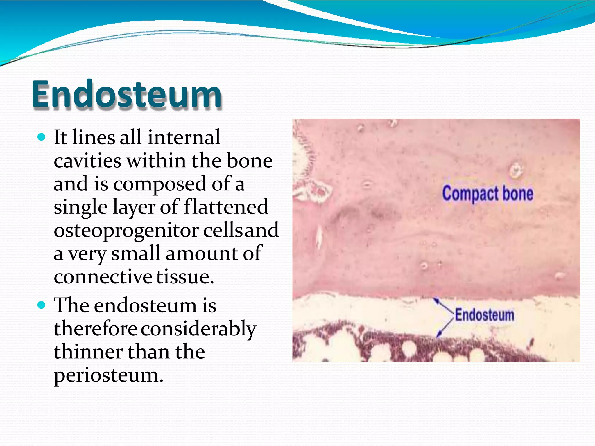 Histology of bone | PPTX