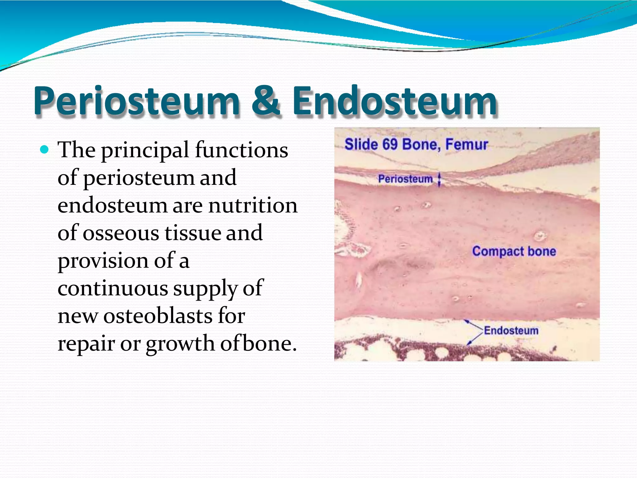 Histology of bone | PPTX