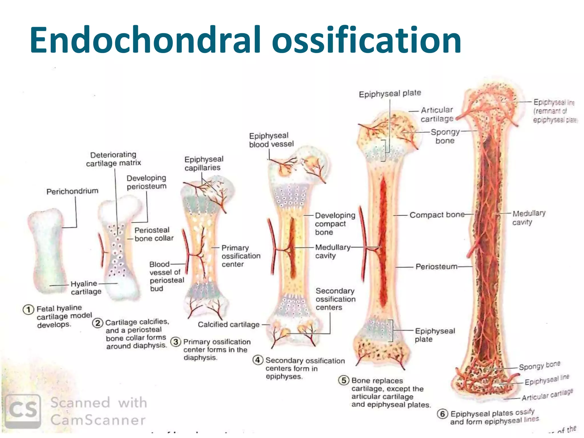 Histology of bone | PPTX