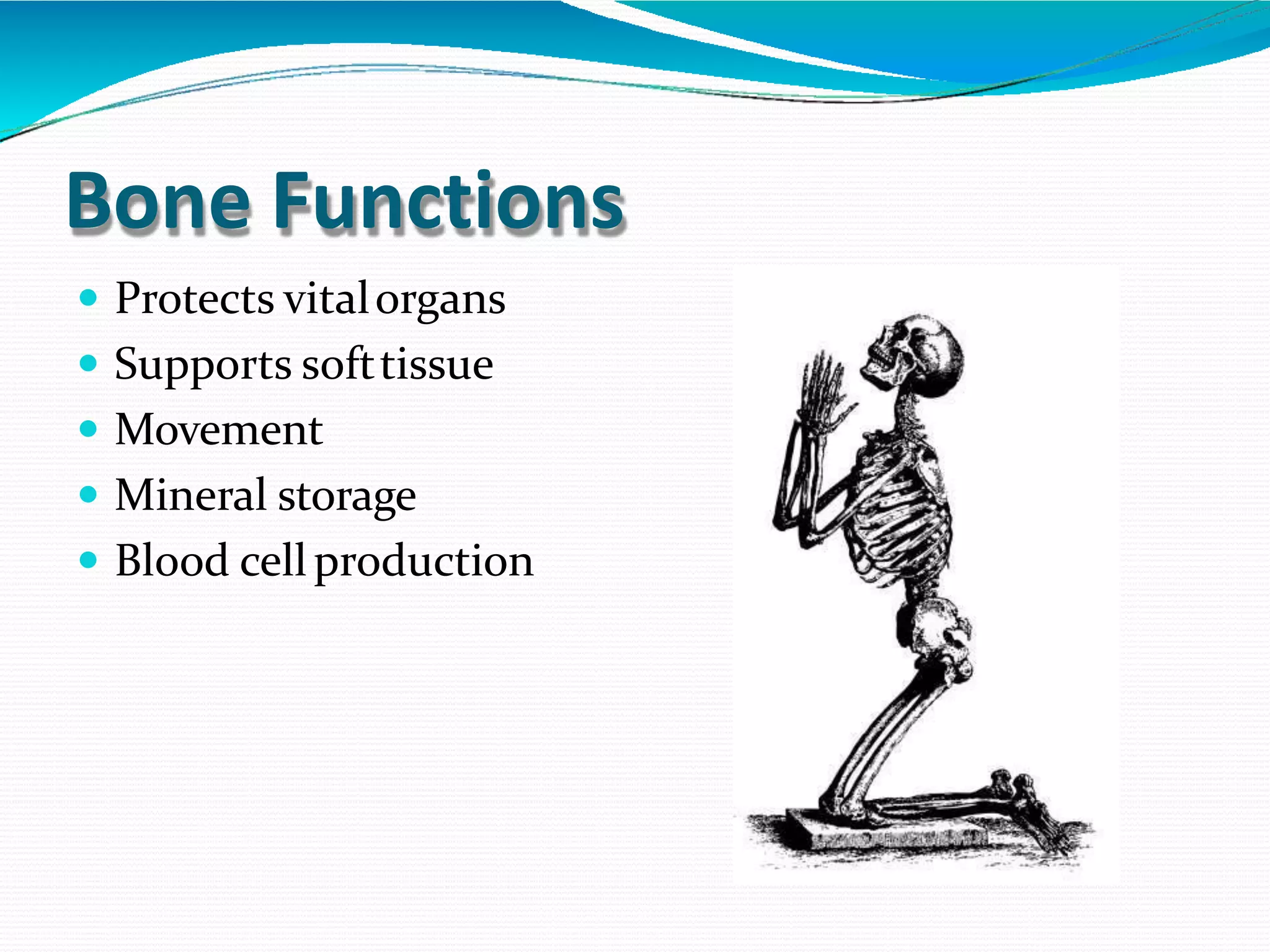 Histology of bone | PPTX