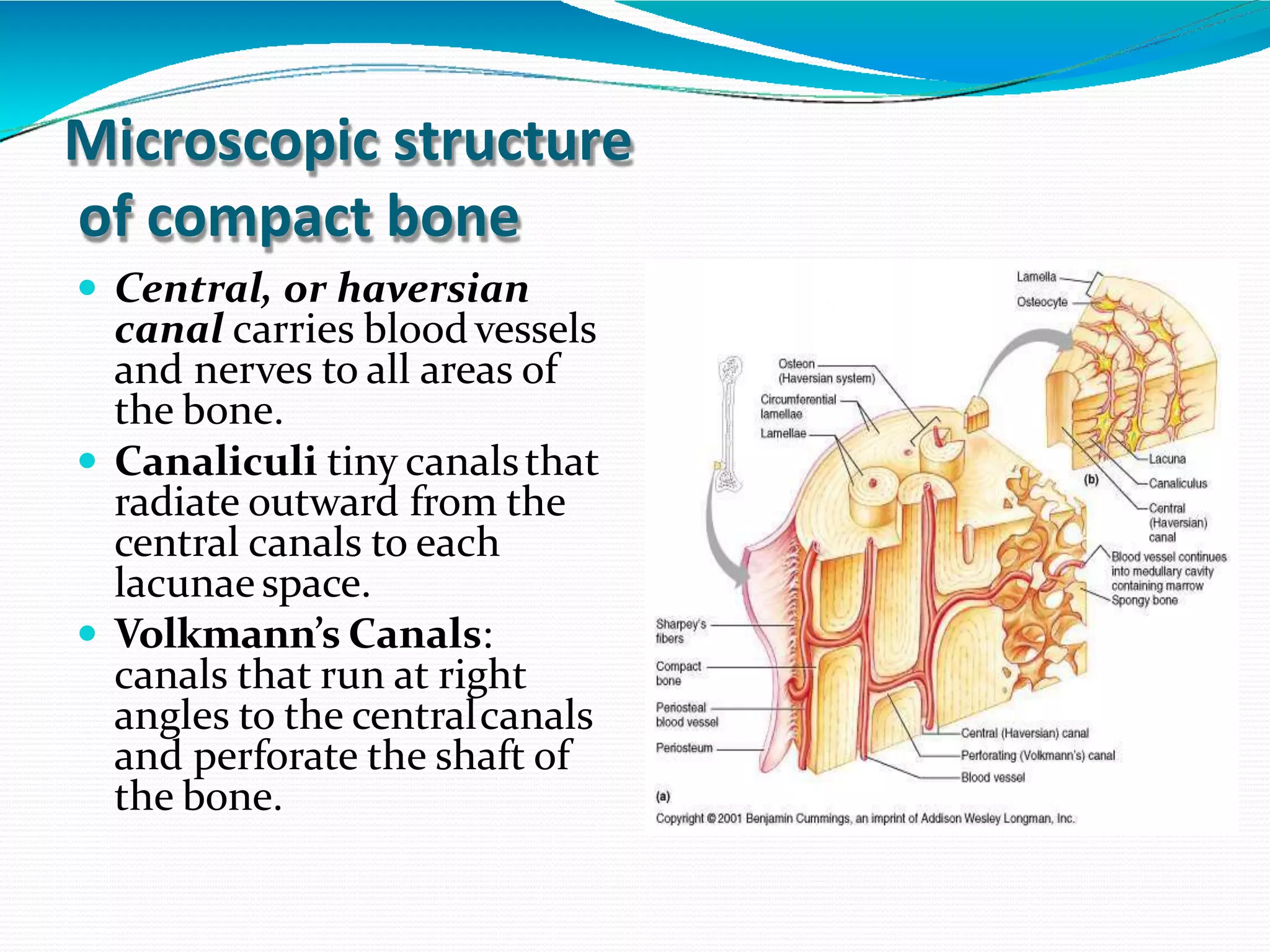 Histology of bone | PPTX