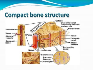Histology of bone | PPTX