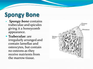 Histology of bone | PPTX