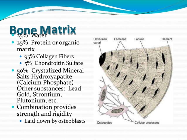 Histology of bone | PPTX | Bone and Joint Conditions | Diseases and Conditions