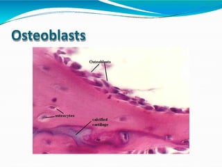 Histology of bone | PPTX