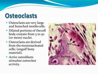 Histology of bone | PPTX