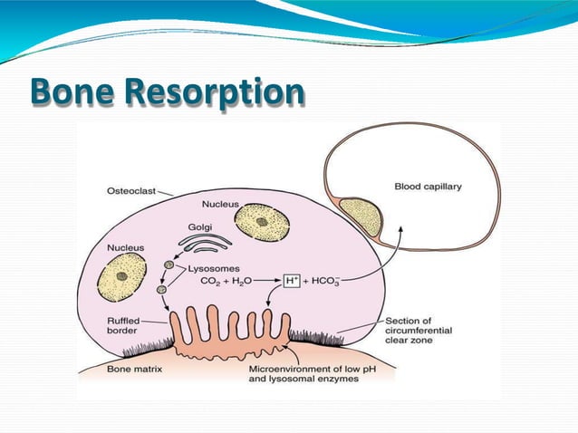 Histology of bone | PPTX | Bone and Joint Conditions | Diseases and ...