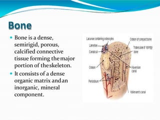 Histology of bone | PPTX