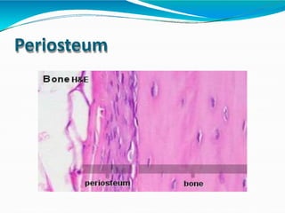 Histology of bone | PPTX