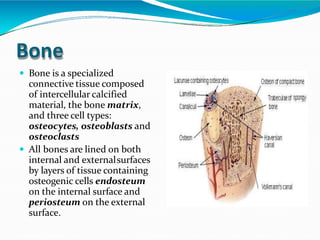 Histology of bone | PPTX