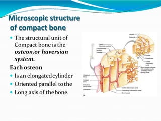 Histology of bone | PPTX
