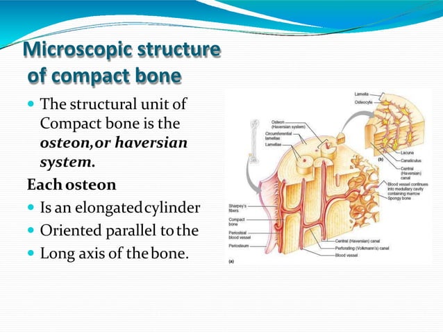 Histology of bone | PPTX | Bone and Joint Conditions | Diseases and ...