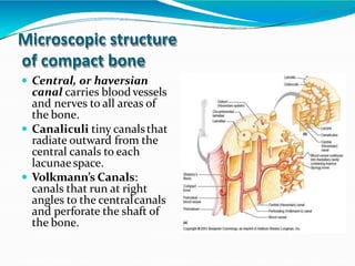 Histology of bone | PPTX
