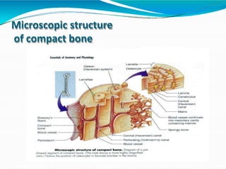 Histology of bone | PPTX