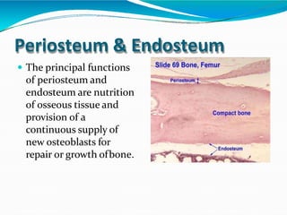 Periosteum Histology