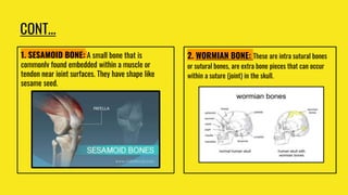 bone presentation.pptx