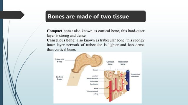 BONE presentation in medical lab sciences | PPT | Free Download