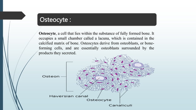 BONE presentation in medical lab sciences | PPT