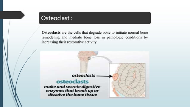 BONE presentation in medical lab sciences | PPT