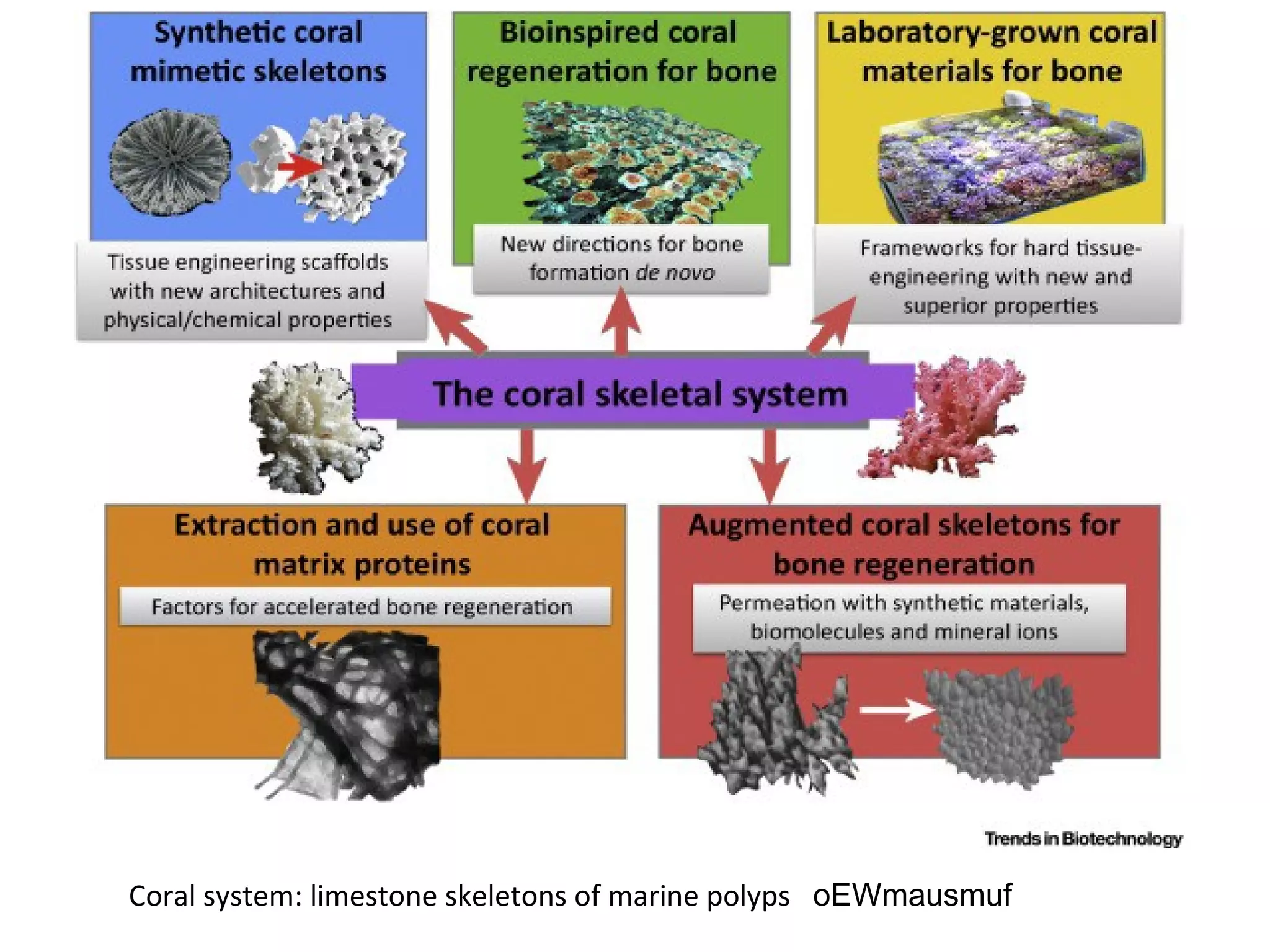 Bone regeneration and substitutes | PPT | Bone and Joint Conditions ...