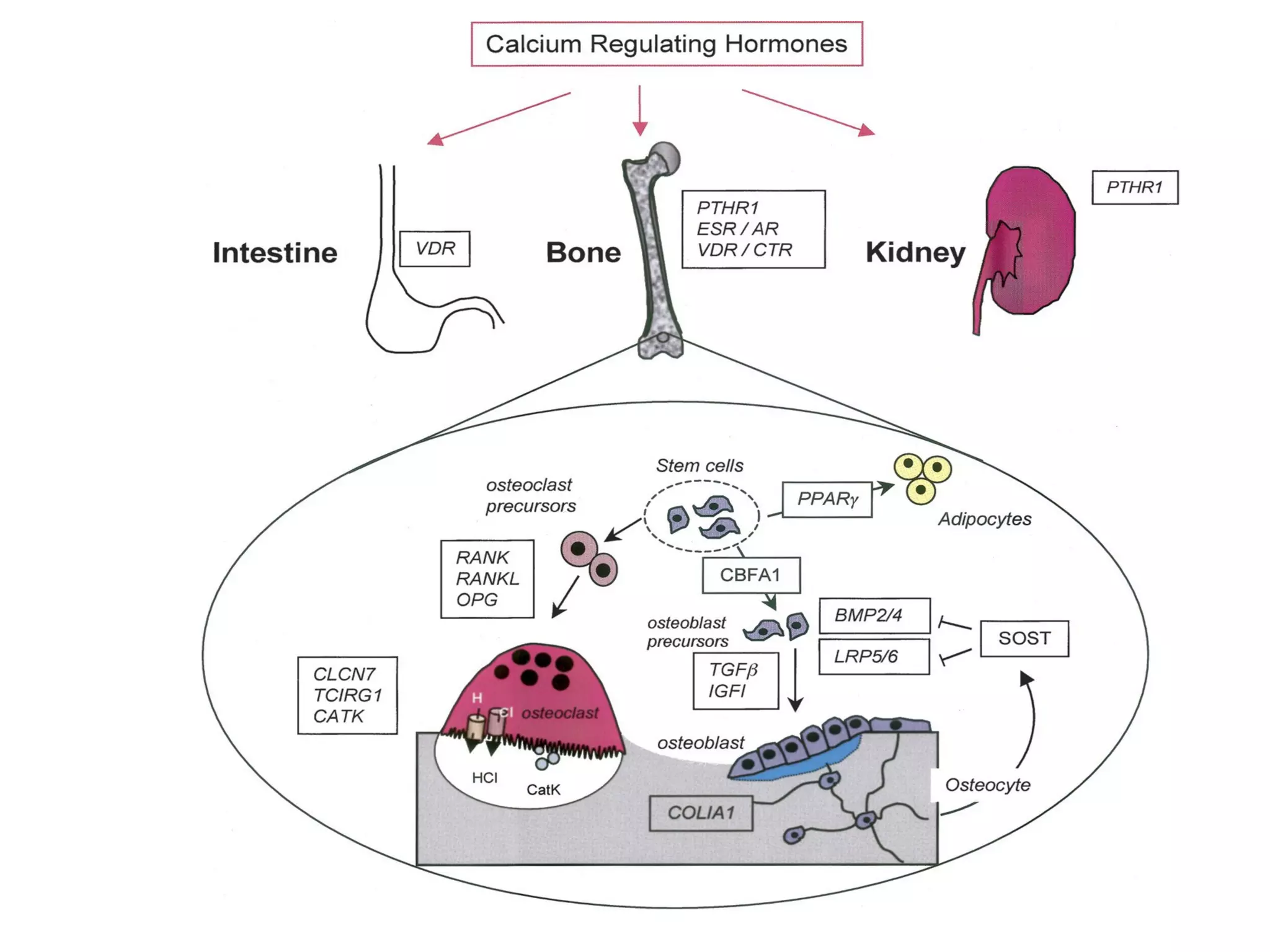 Bone regeneration and substitutes | PPT