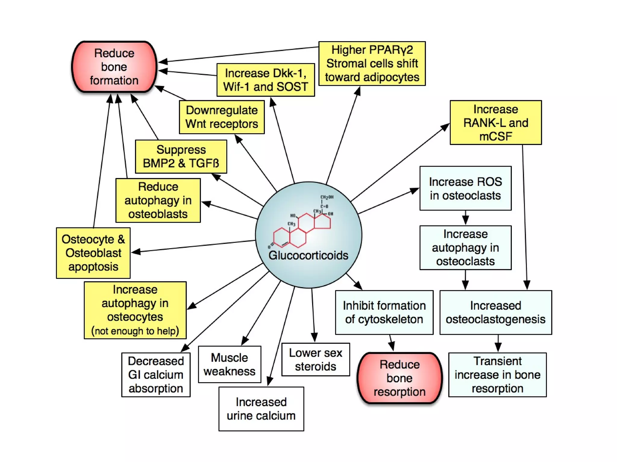 Bone regeneration and substitutes | PPT