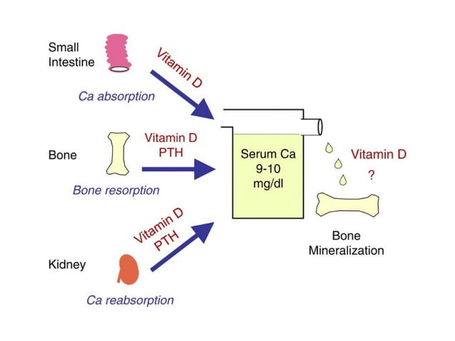Bone regeneration and substitutes | PPT | Bone and Joint Conditions ...